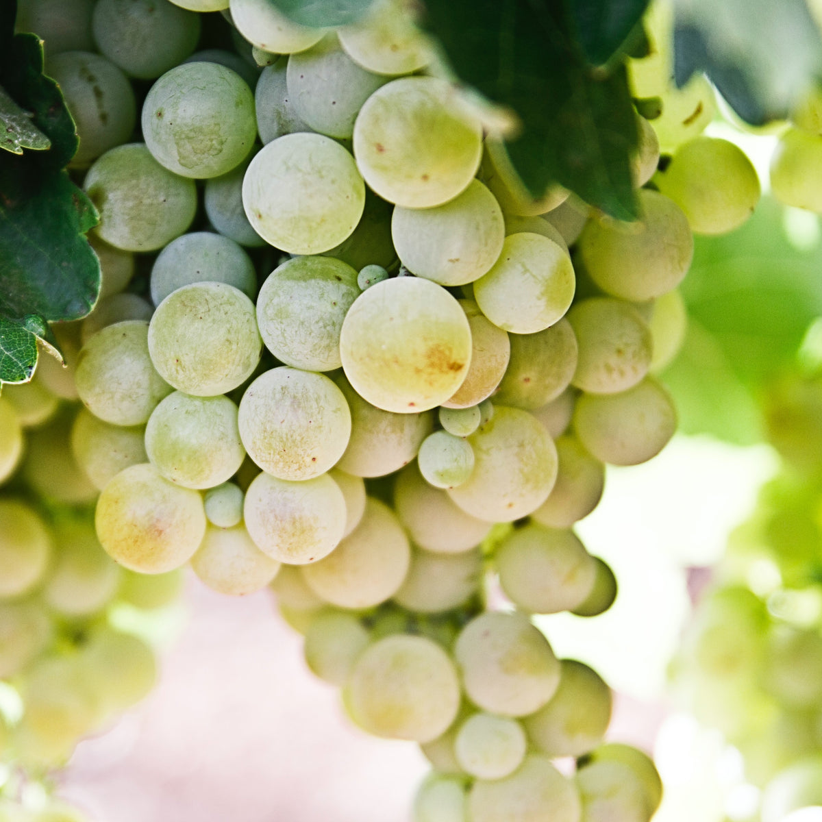 Trauben Hell (kernlos - 500g) – Weitz Frischdienst GmbH